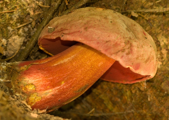 Hřib nachový čili purpurový | Muzeum regionu Valašsko